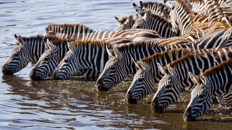 Zebras play a hidden role in shaping entire ecosystems
