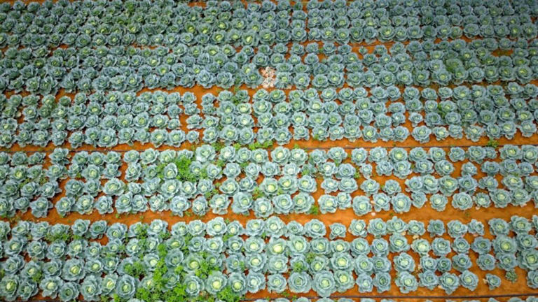 Sudden crisis pushes vegetable prices to double, experts issue warning