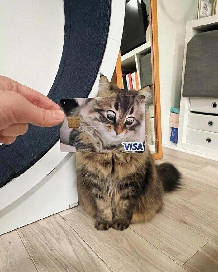 48 magical photos that prove cats are truly a blessing, as shared on ...