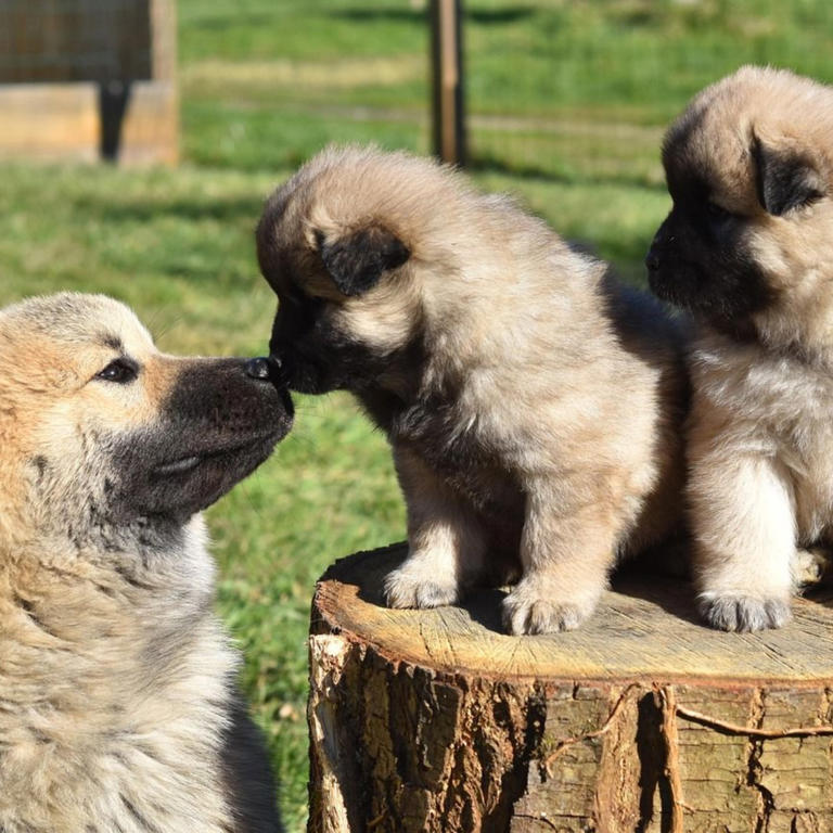 Is your dog mad at you or in pain? 10 warning signs its time to call ...