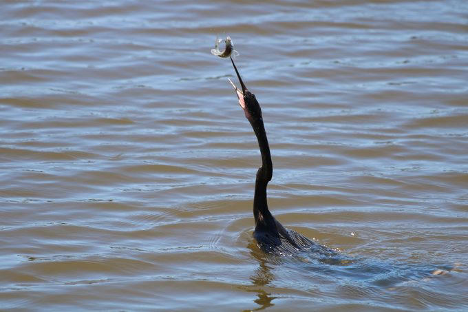 7 fascinating anhinga bird facts you should know