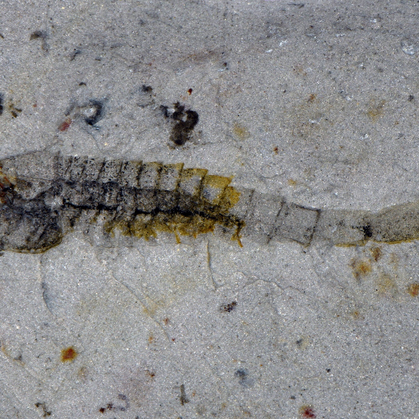Ancient species that survived mass extinction event found in China