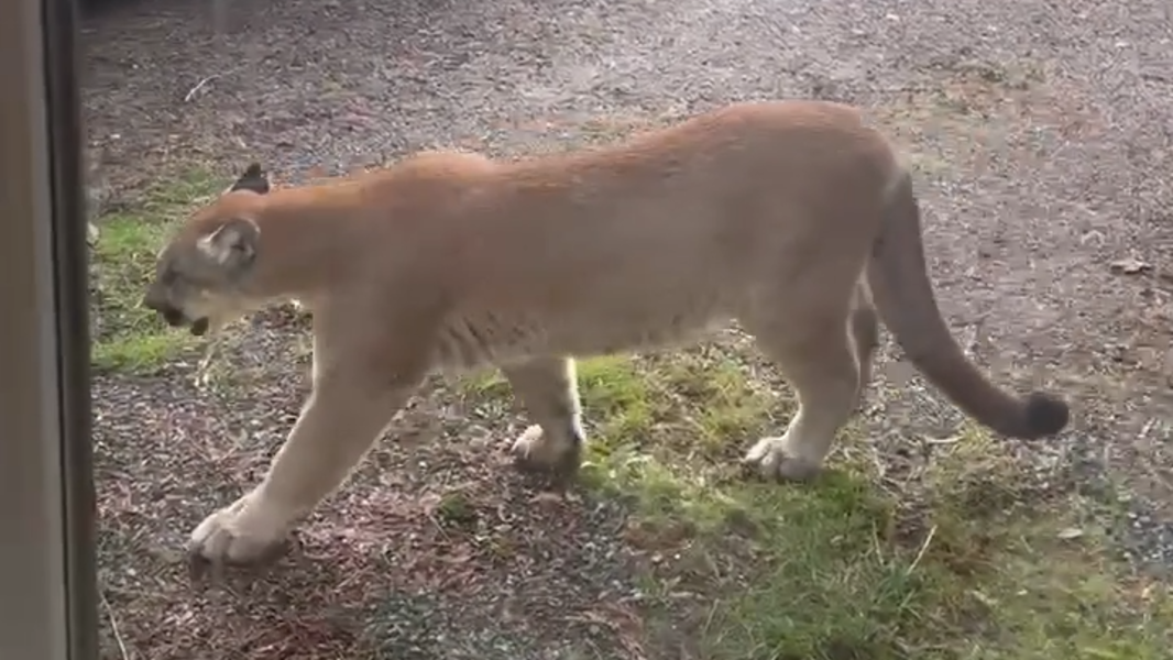 Watch: Cougar sightings caught on camera in Bellingham