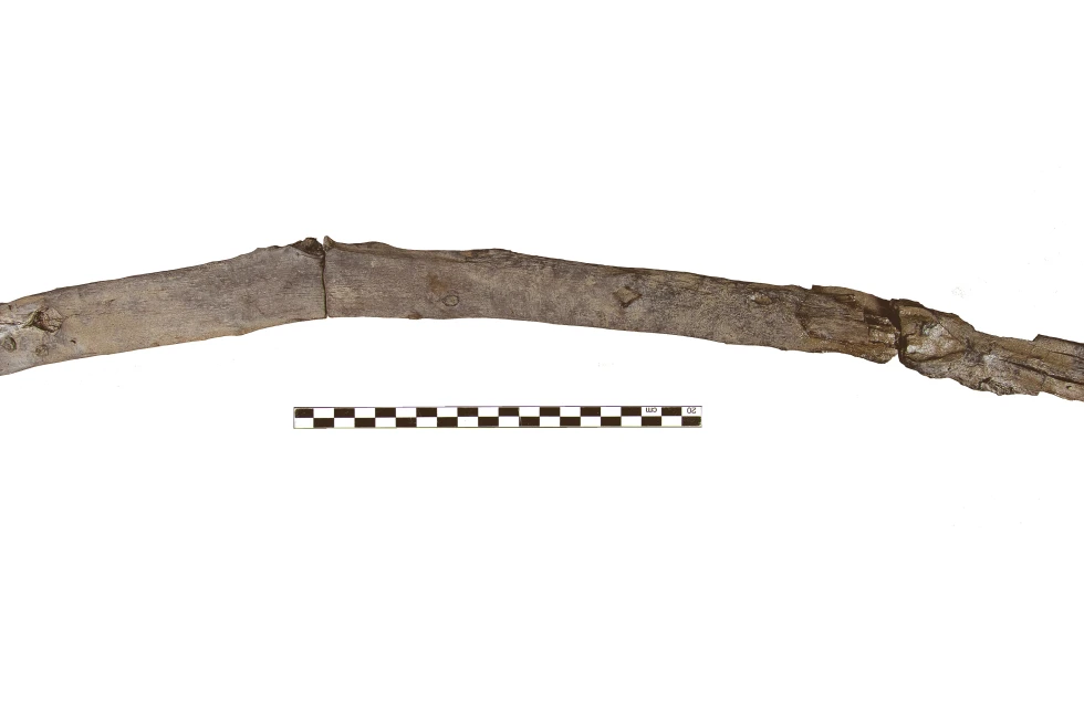 430,000-year-old tool found in Greece