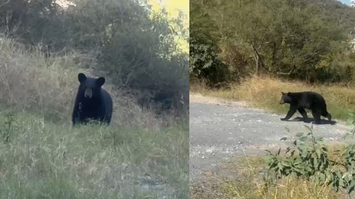 Captan a oso cerca de oficinas en la colonia Privanzas en San Pedro ...