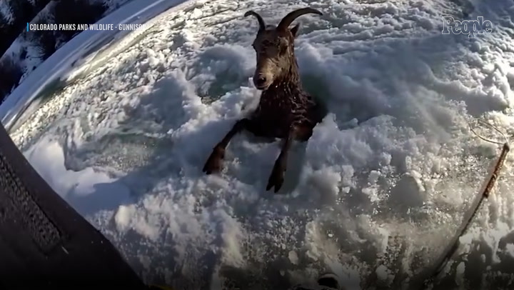 Bighorn sheep stuck in icy hole on a frozen Colorado river needs 'epic ...