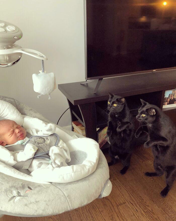 78 hilarious animal pictures that show them at their derpiest (new pics)