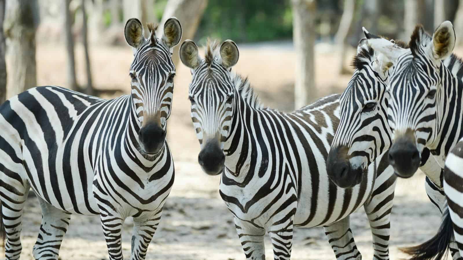 Why zebras resisted domestication despite human effort