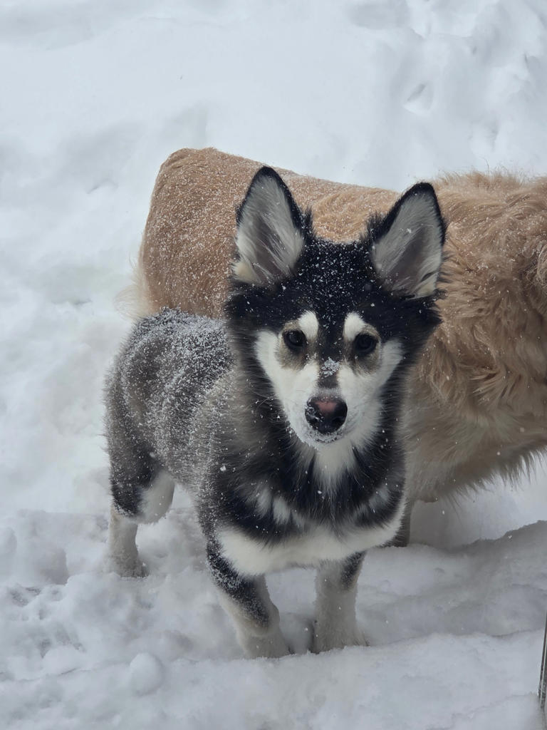 Photo gallery: Snow day fun from NW Ohio and SE Michigan during the ...