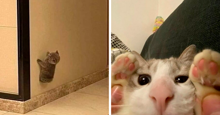 48 magical photos that prove cats are truly a blessing, as shared on ...