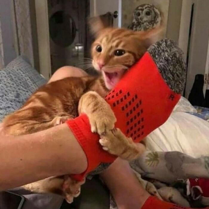 48 magical photos that prove cats are truly a blessing, as shared on ...