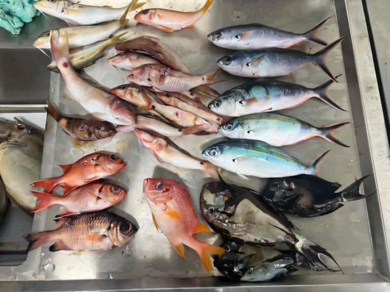 Microplastics found in a third of surveyed fish off the coasts of ...
