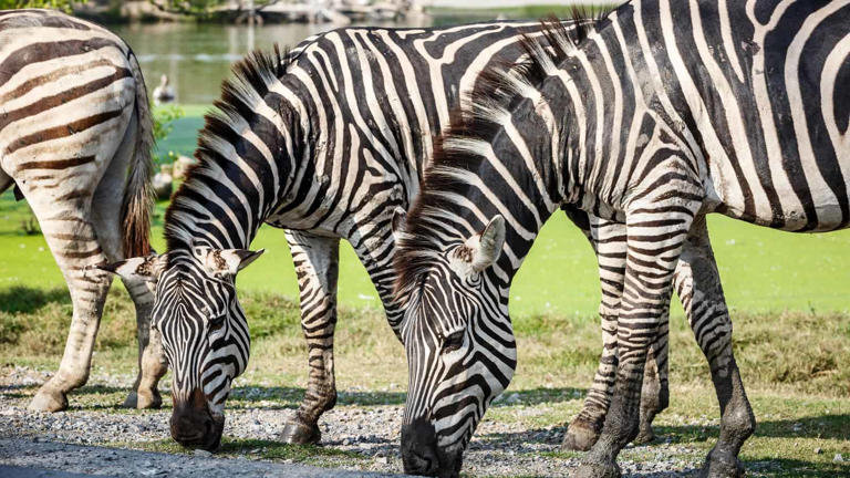 Why zebras resisted domestication despite human effort