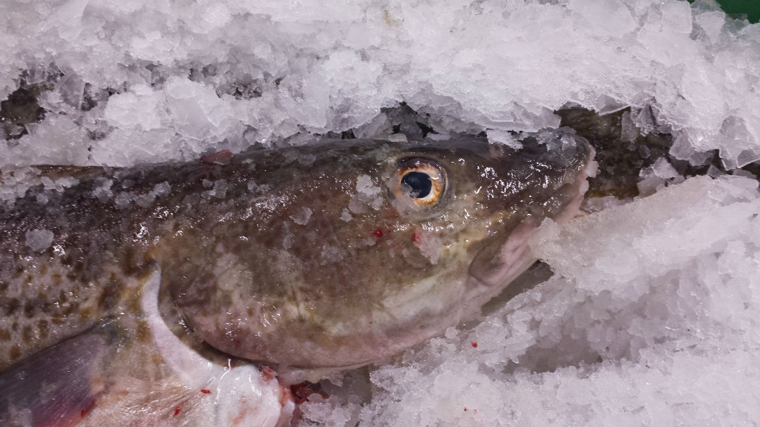 Vis vast in de haven door geavanceerd controlesysteem