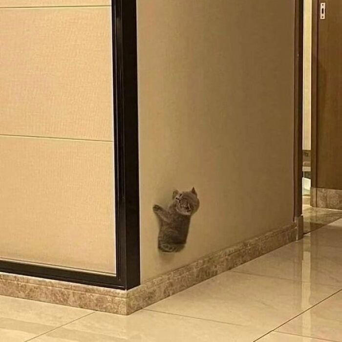 48 magical photos that prove cats are truly a blessing, as shared on ...