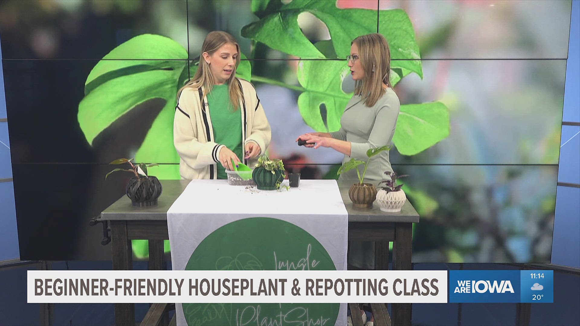 Gardening expert shares tips to take care of houseplants