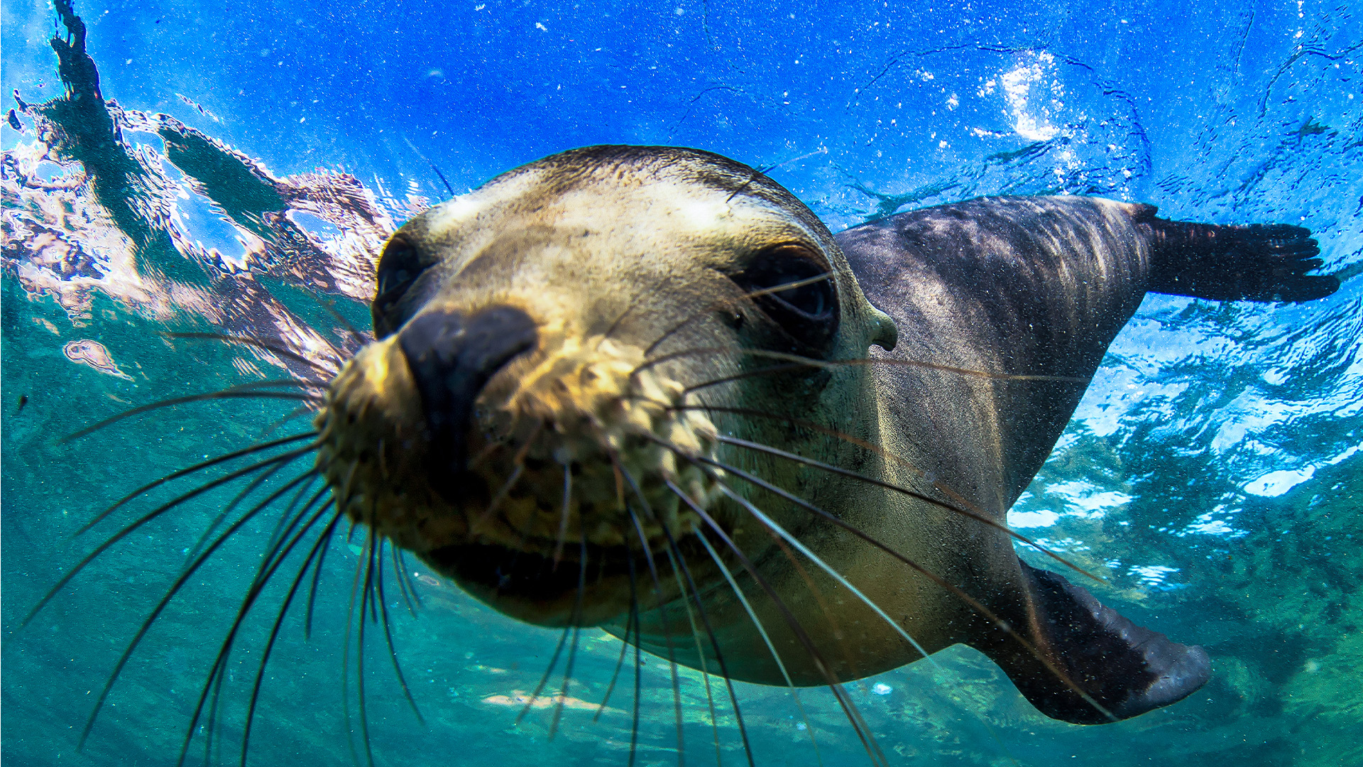 California sea lions vs. fishermen | Animal Empires 104