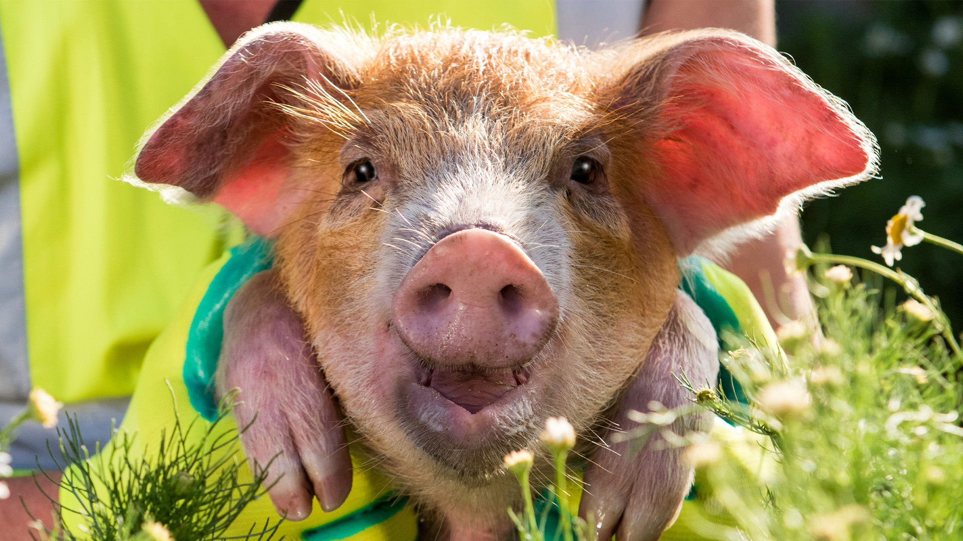 Farming with pigs | Animal Empires 106