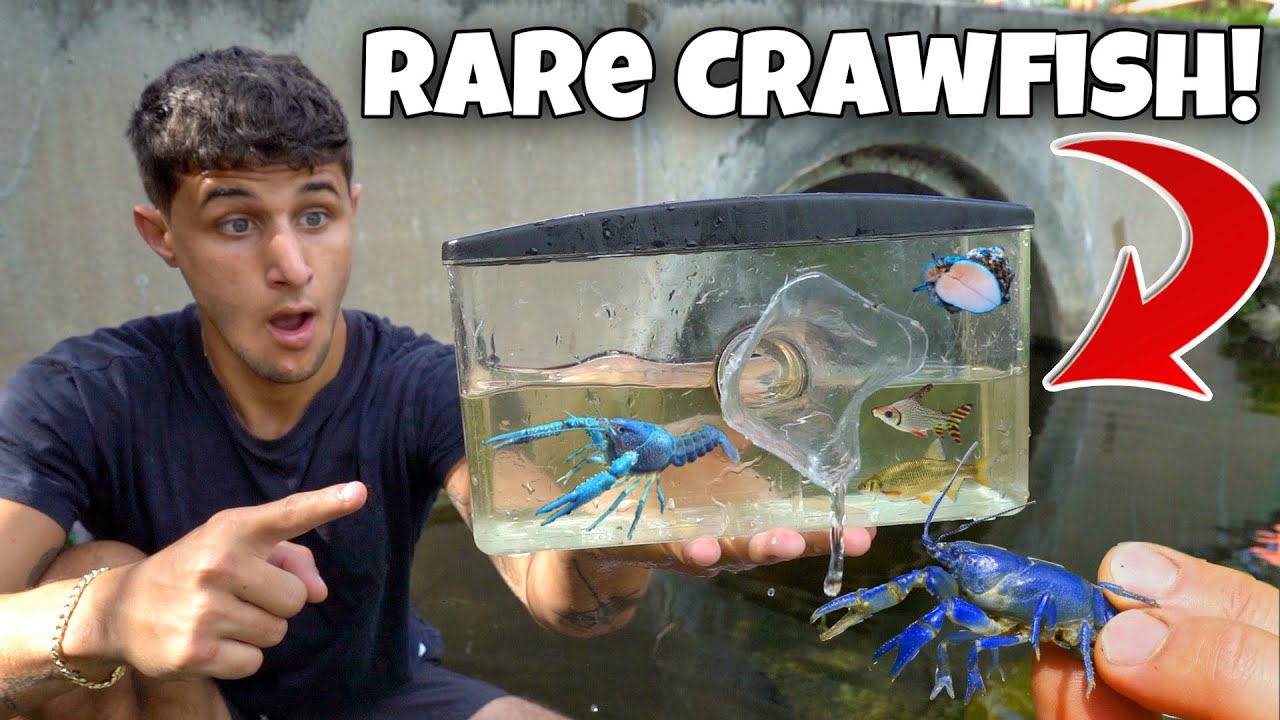 Trap catches 1 in a million blue lobster!