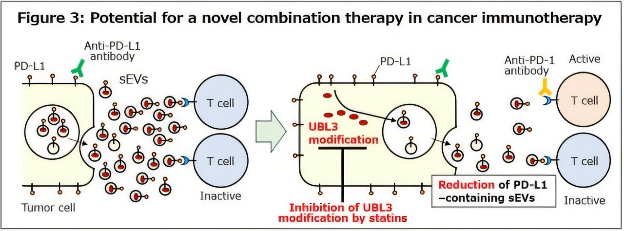 Statins emerge as potential cancer immunotherapy boosters