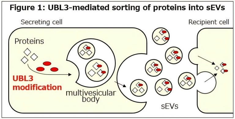 Statins emerge as potential cancer immunotherapy boosters