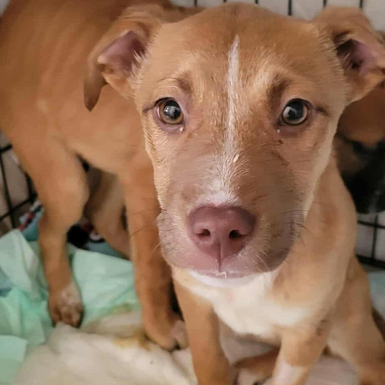 Humane Society of Mason County works to save parvo puppies, asks for ...