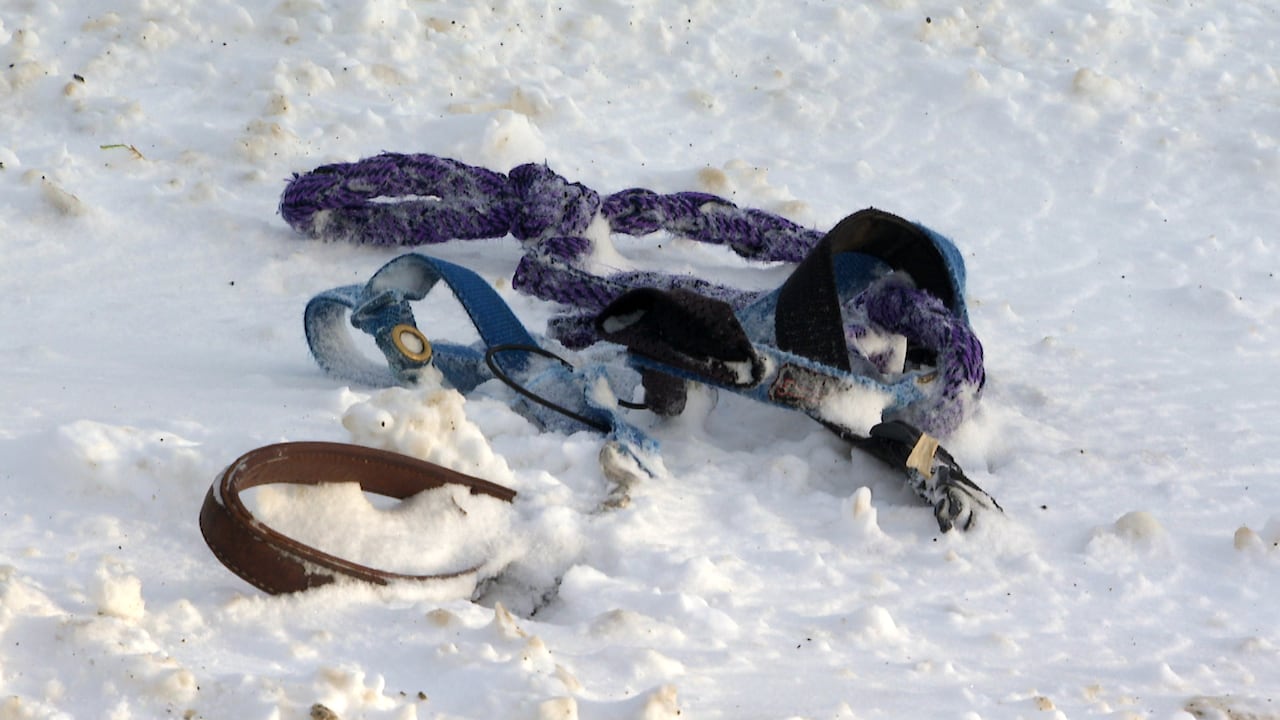 RNC shoot, kill dogs that attacked and injured 4 people in Pouch Cove