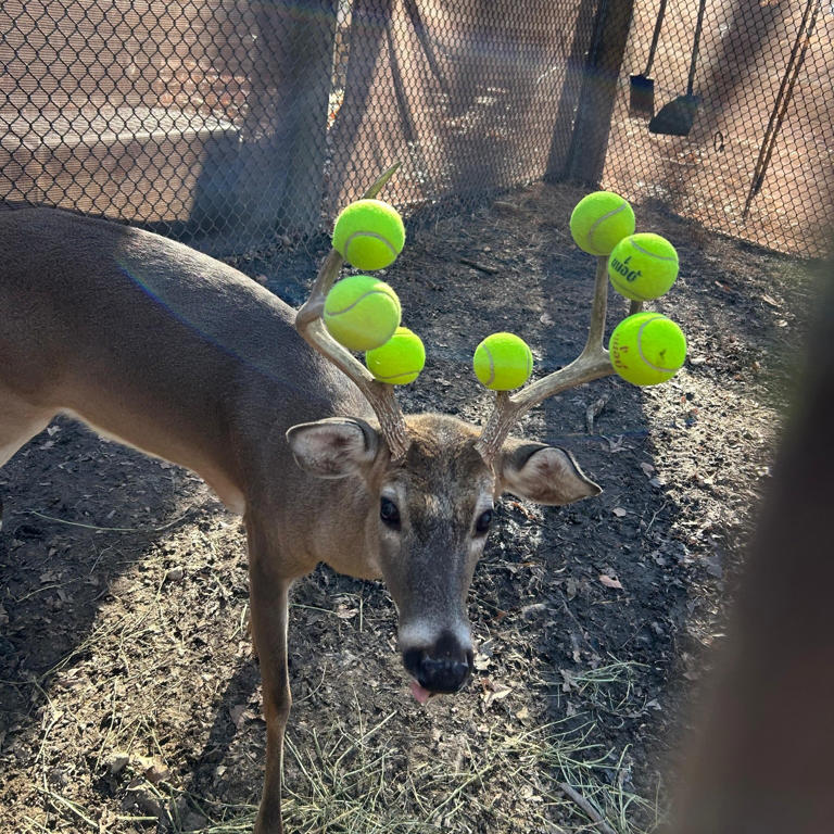 Tennis balls on buck’s antlers? Yes, when they’re in a rut