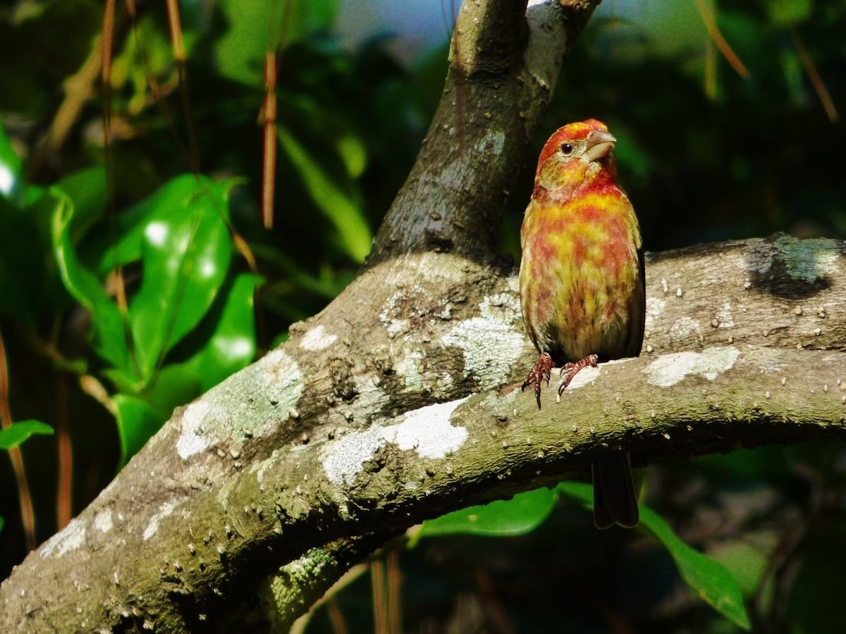 Why do some house finches have yellow feathers?