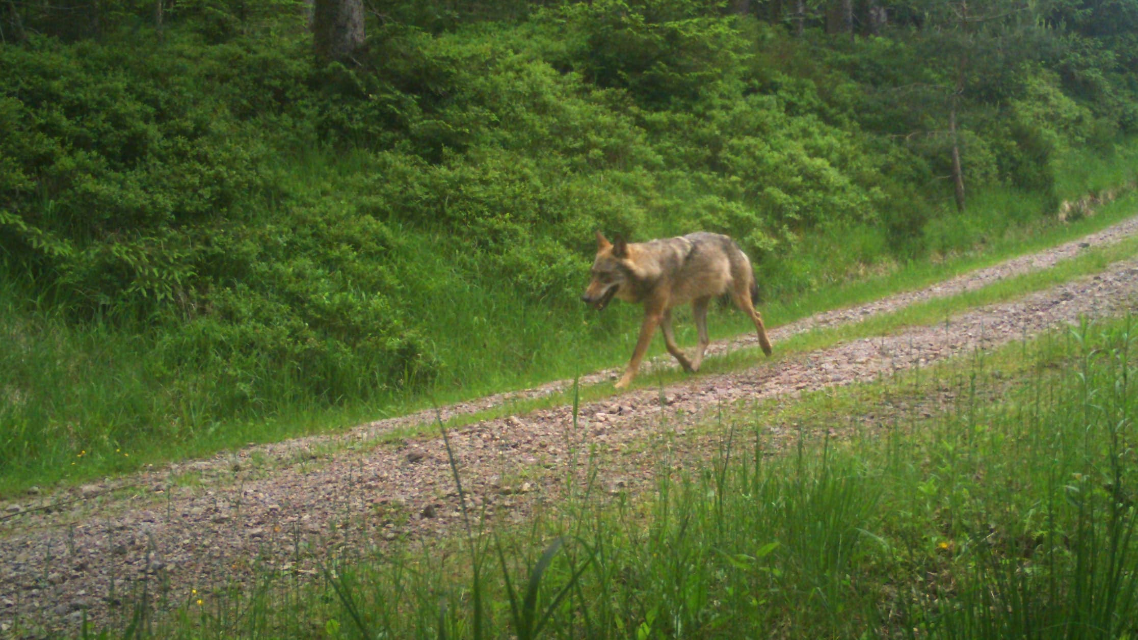 Baden-Württemberg: Naturschützer klagen gegen Abschuss von Wolf GW2672m