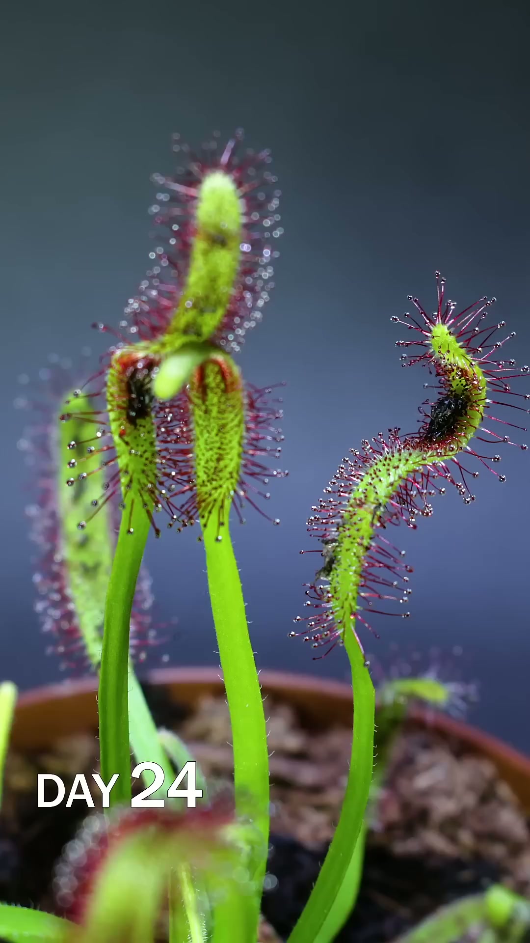 Sundew eating fly time-lapse