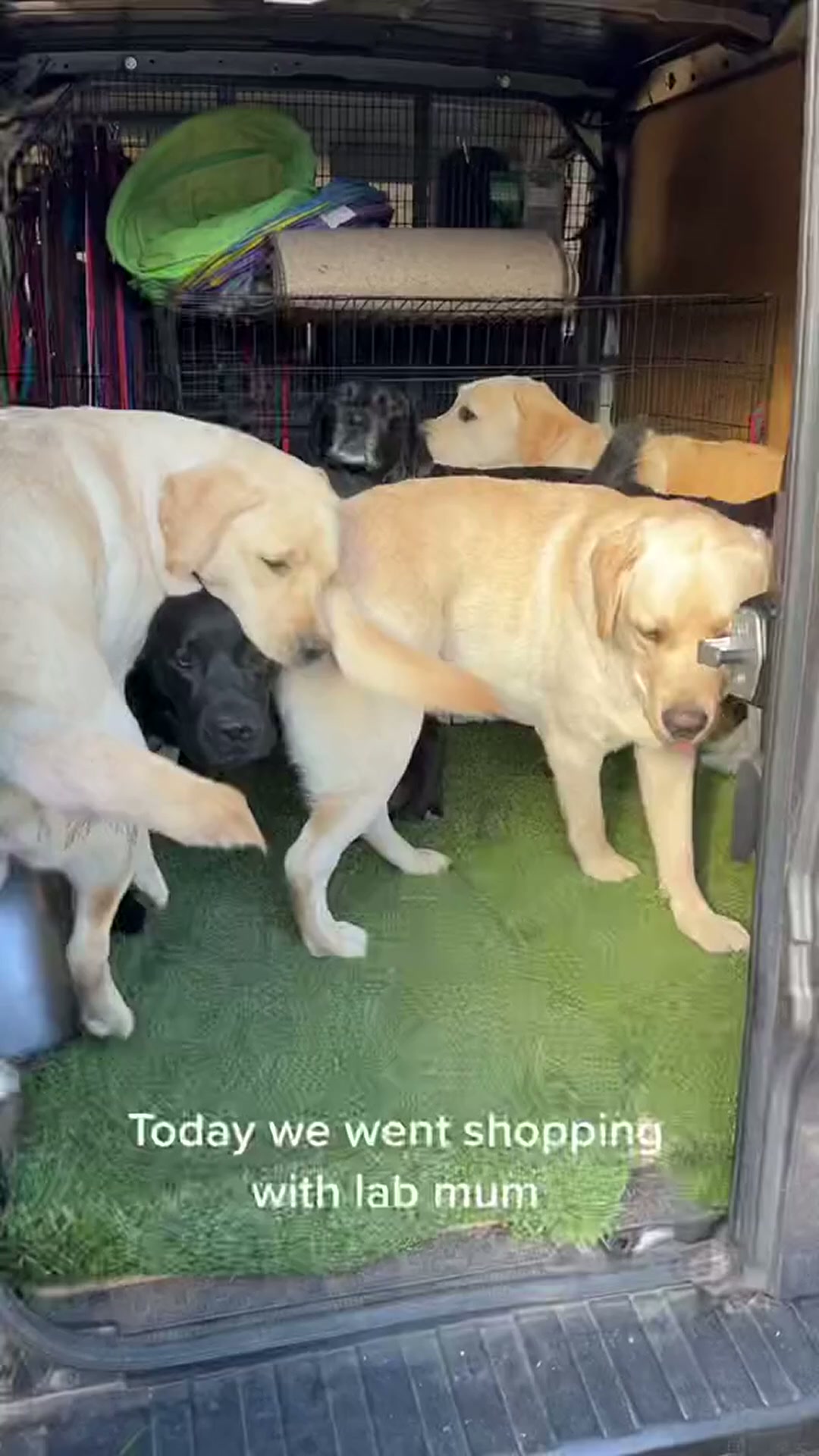 A day of shopping and cooking with lab mom and pals