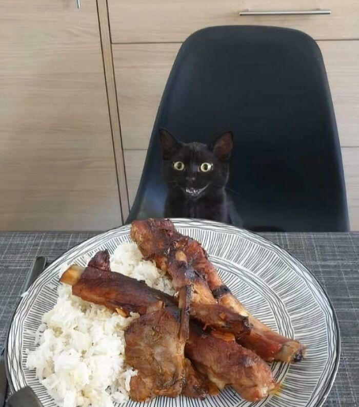 78 hilarious animal pictures that show them at their derpiest (new pics)