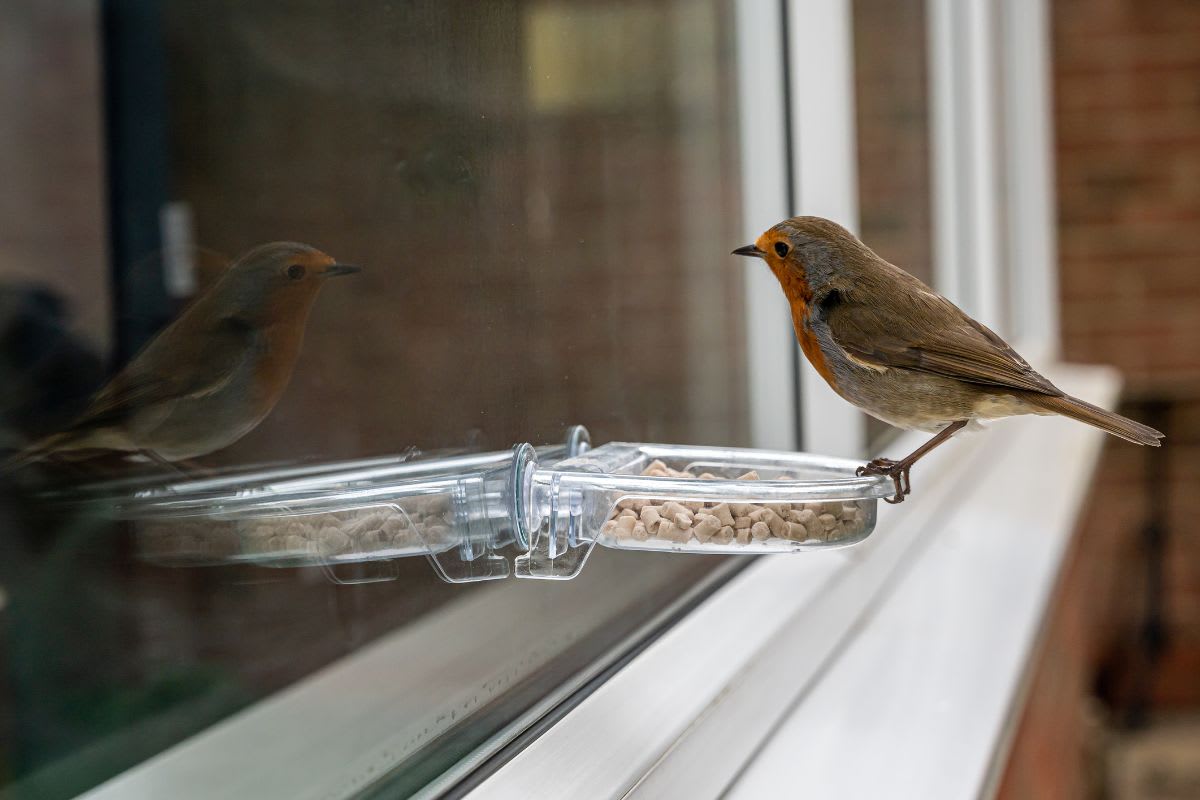 Robins will flock back to your garden if you do this simple task this ...