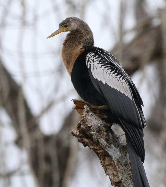 7 fascinating anhinga bird facts you should know