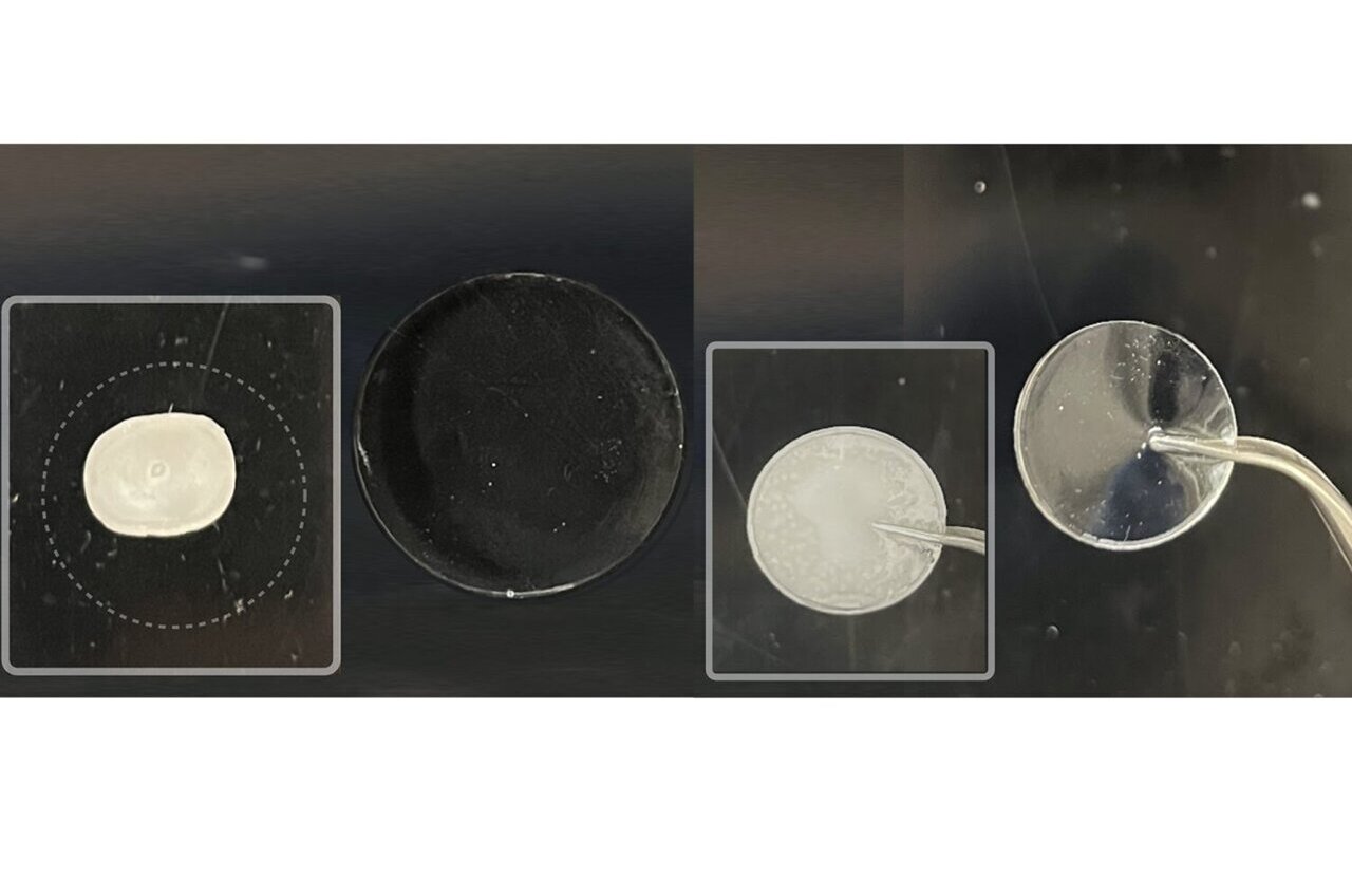 Electric eel biology inspires powerful gel battery