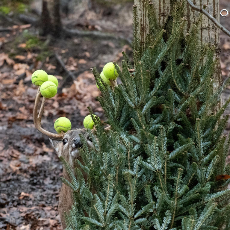 Tennis balls on buck’s antlers? Yes, when they’re in a rut