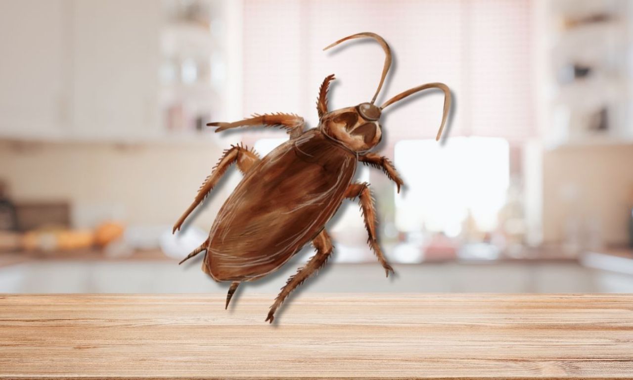 Cómo eliminar a las cucarachas de la cocina
