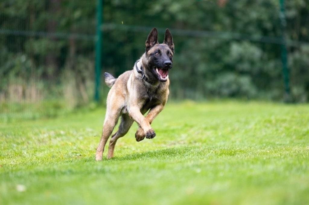 Sutton burglary suspect detected by police dog