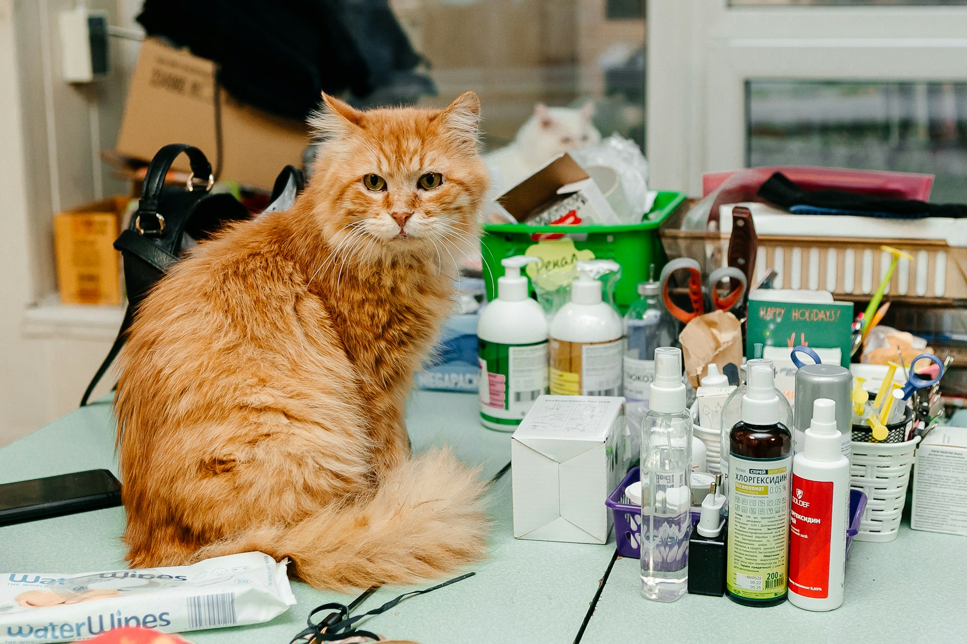 The 13 things you should never buy at a dollar store in Canada