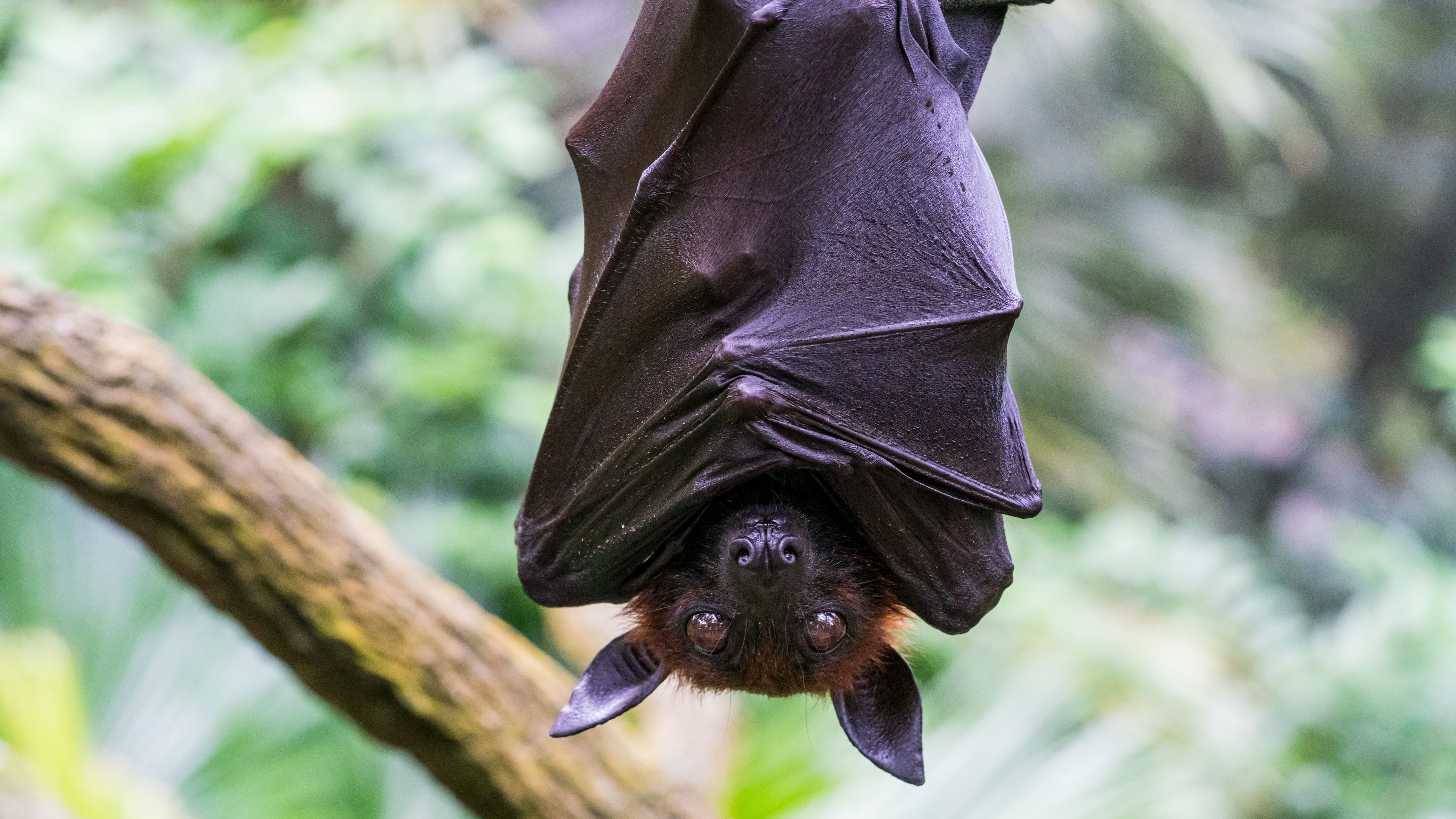 Nipah virus outbreak contained: What is it, and should we be concerned?
