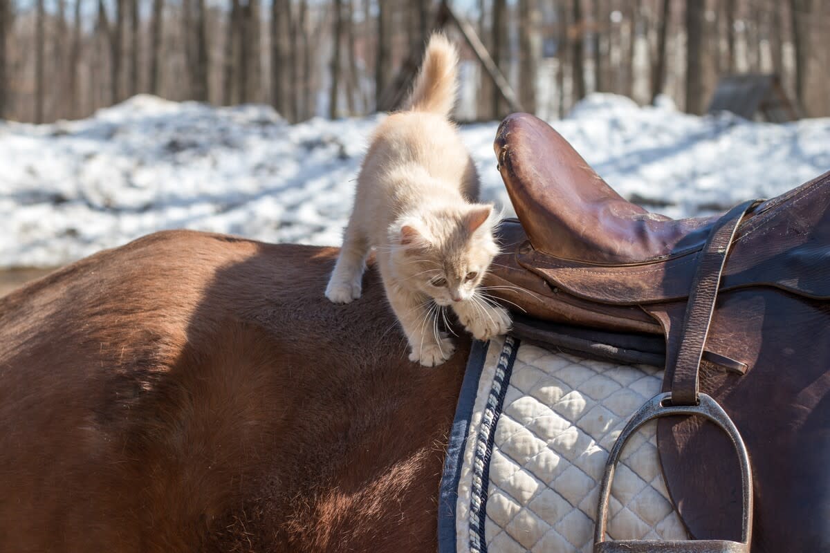 Sig, the barn cat, narrowly avoids hilarious cuddle mishap with horse ...