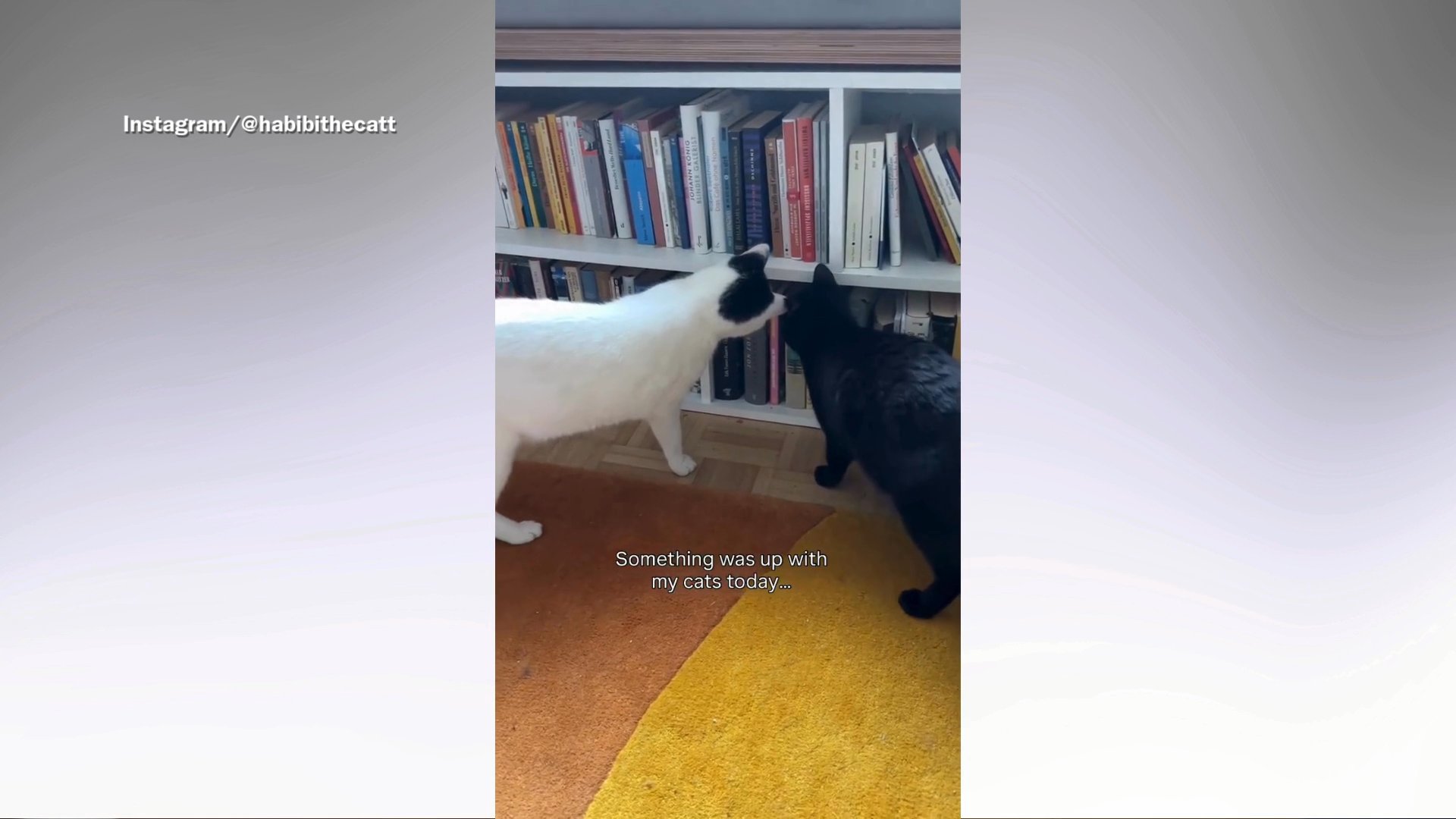 Cats find mouse behind bookshelf