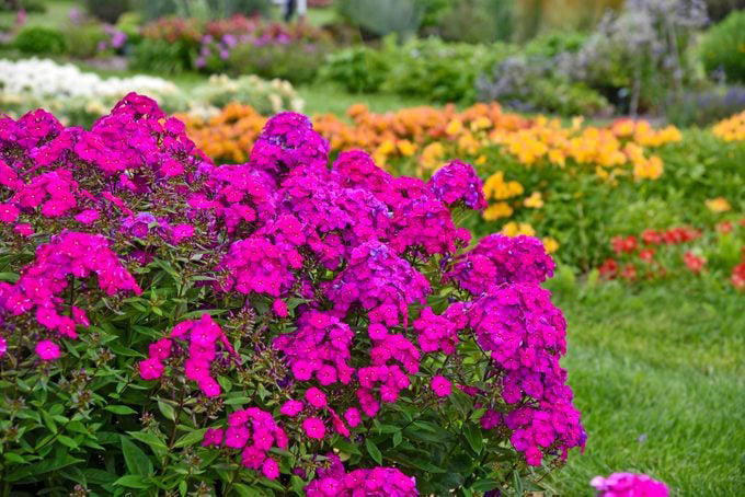 Top 10 tall perennial flowers for the back of the border