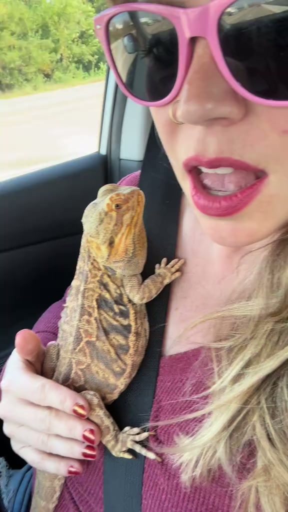 My bearded dragon Chucks vet visit for breathing trouble
