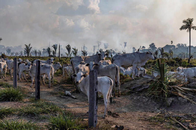 Seminarian-turned-fire-agent preaches new tactics to fight Amazon’s ...