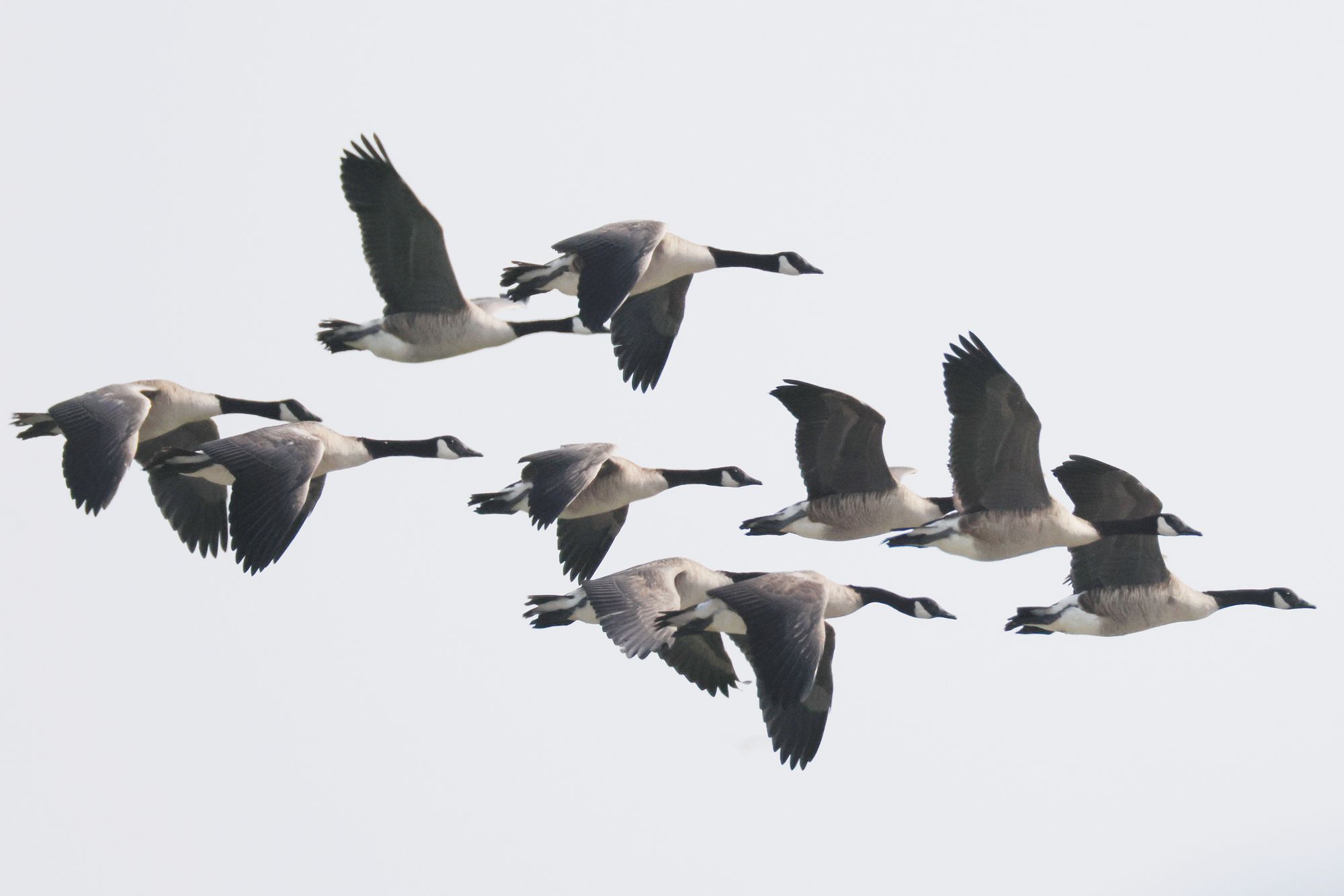 Iowa man waited for geese to cross the road, then ran them over