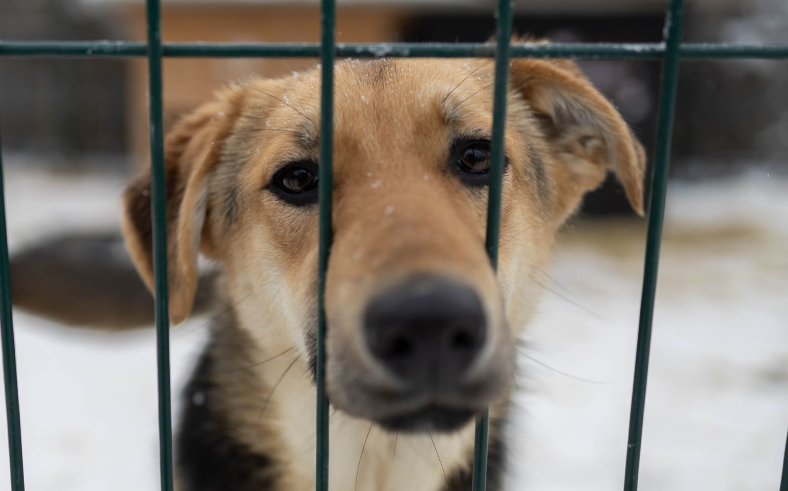 As temperatures outside plunge, a Ukrainian pet shelter struggles to ...