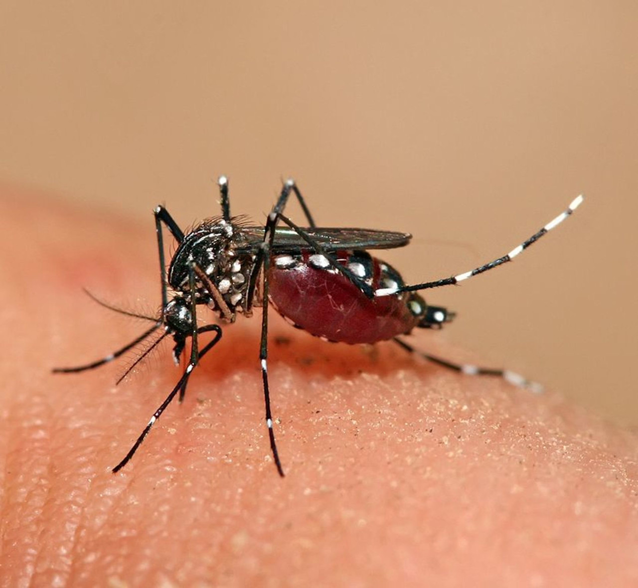 Study finds mosquitoes' relentless thirst for human blood is rising