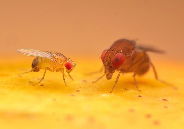 Warming weakens natural enemies of insects, new research shows